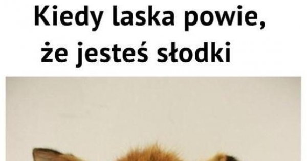 Kiedy Laska Powie Jeja Pl