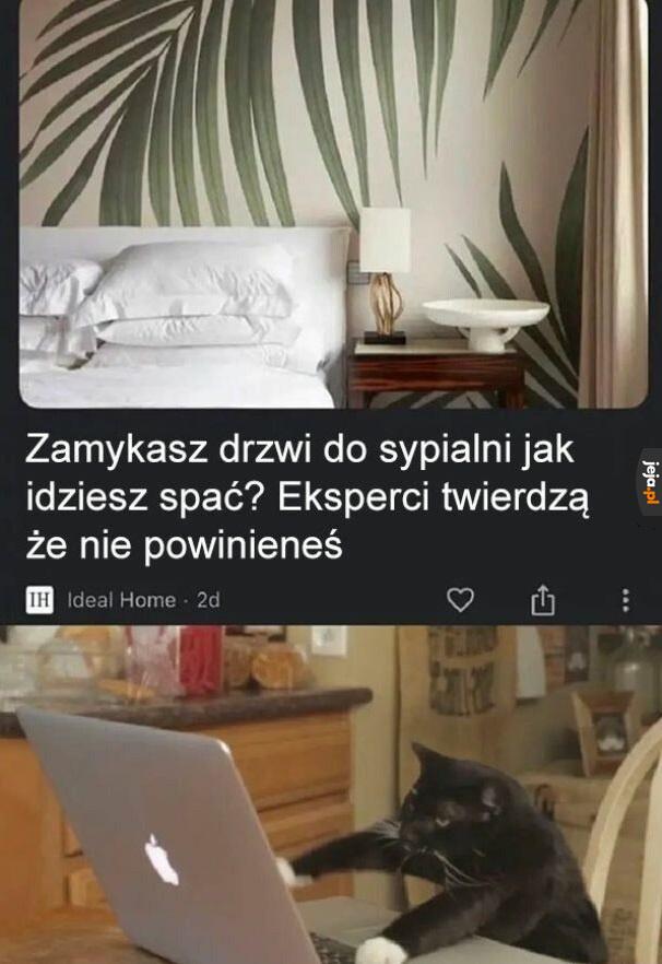 Koci eksperci - Jeja.pl