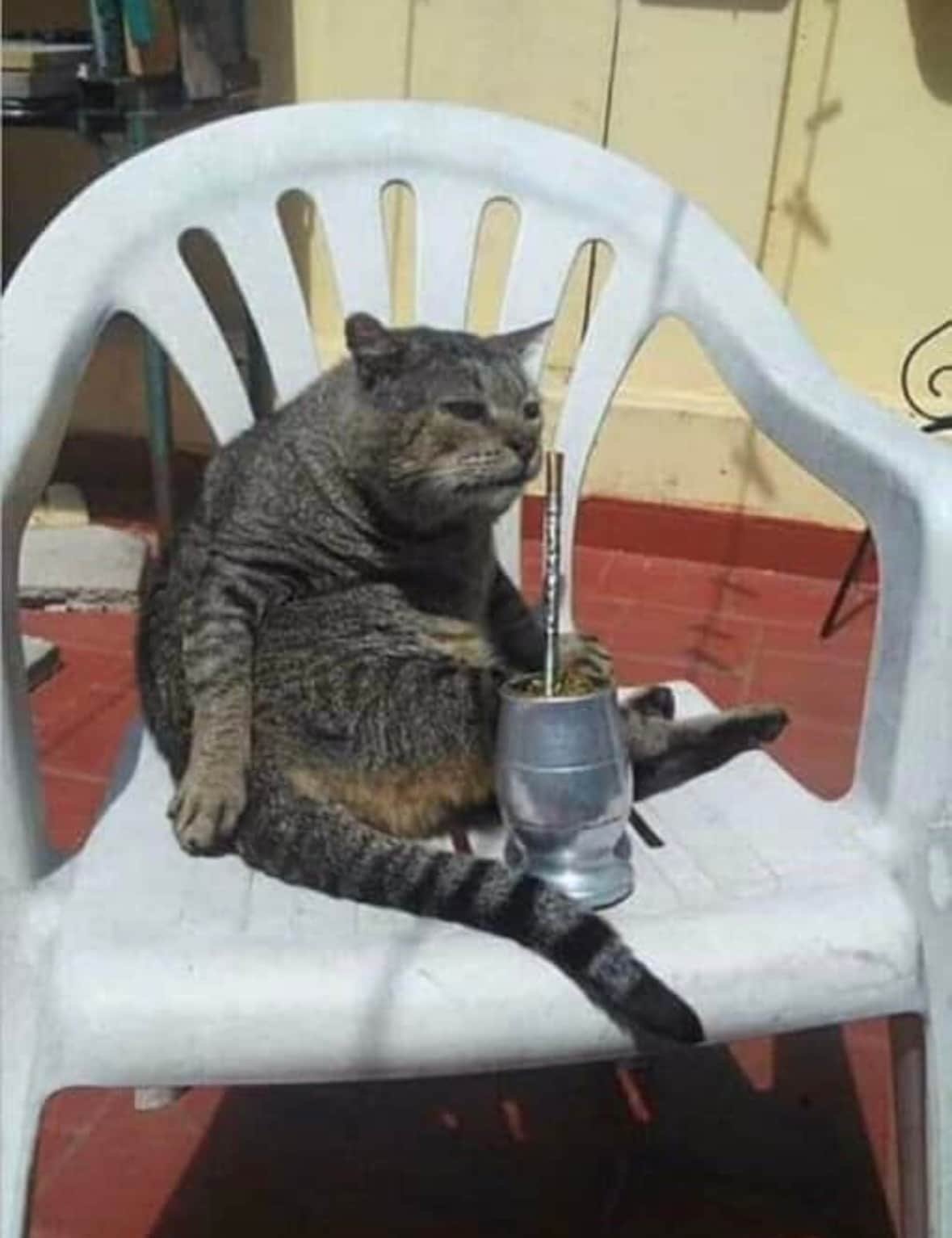 Hmmm... monke - Jeja.pl