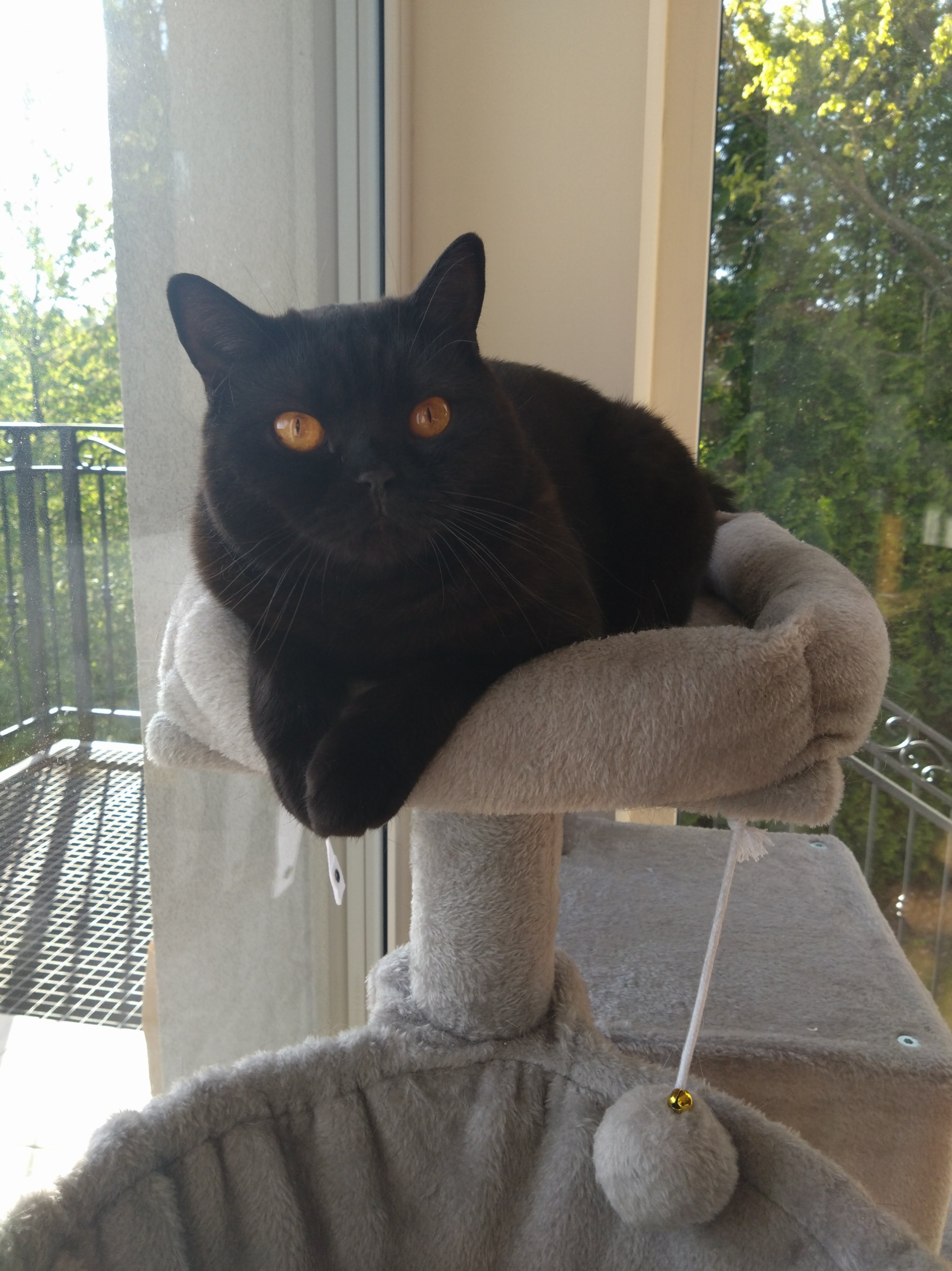 Fatshaming jest dobry tylko gdy robisz to kitku - Jeja.pl