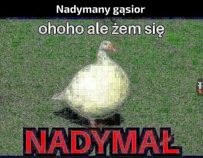 Profesjonaliści - Jeja.pl
