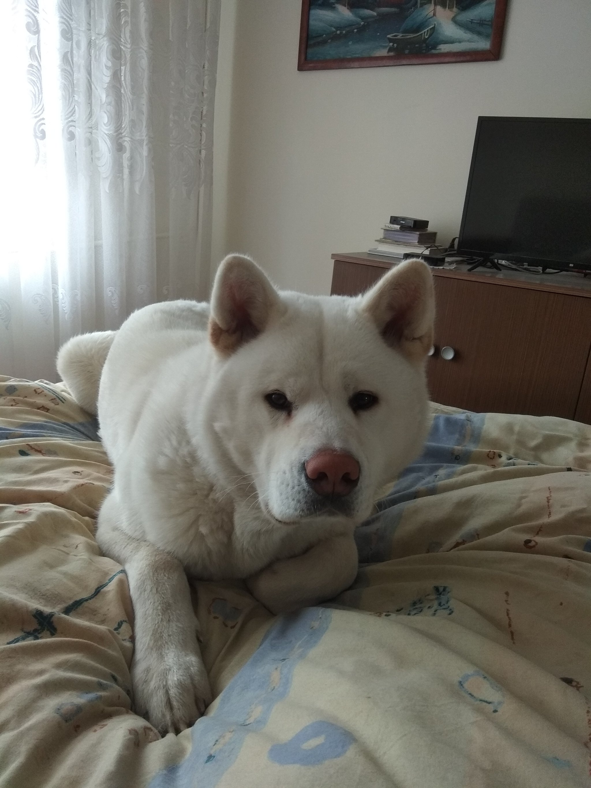 Słodki piesio - Jeja.pl