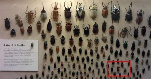 Jak wszystkie żuczki to wszystkie - Jeja.pl