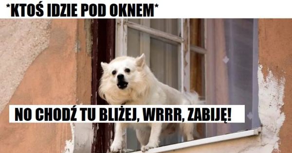 W nogi! - Jeja.pl