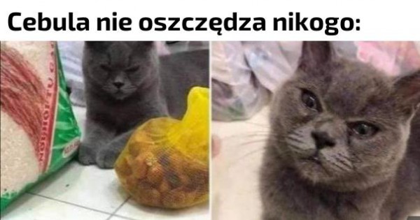 Biedny... - Jeja.pl