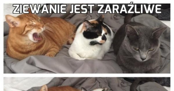 Ziewanie jest zaraźliwe - Jeja.pl