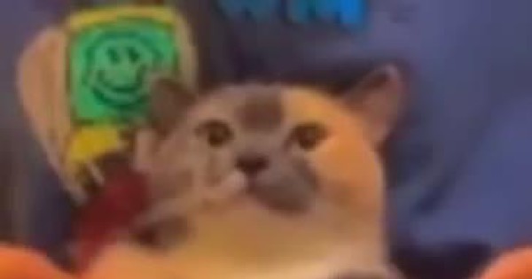 Koci taniec - Jeja.pl