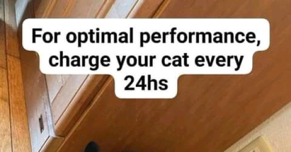 Kitku pełny energii jak jeszcze nigdy dotąd - Jeja.pl