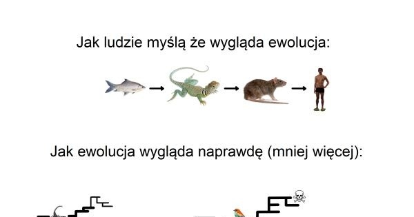 A Ty z czego wyewoluowałeś? - Jeja.pl