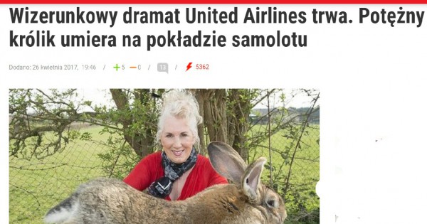 Biedny królik... - Jeja.pl