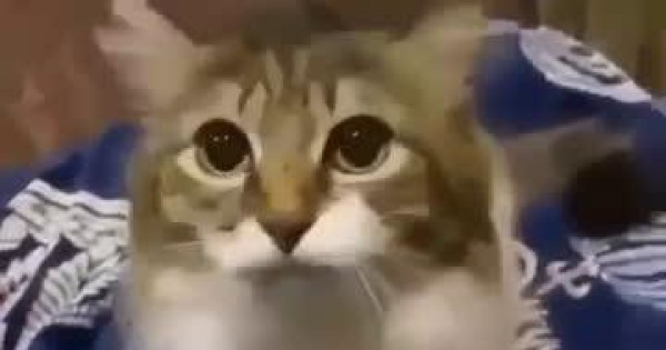 Kitku fajter - Jeja.pl