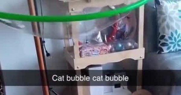 Kitku vs bańki - Jeja.pl