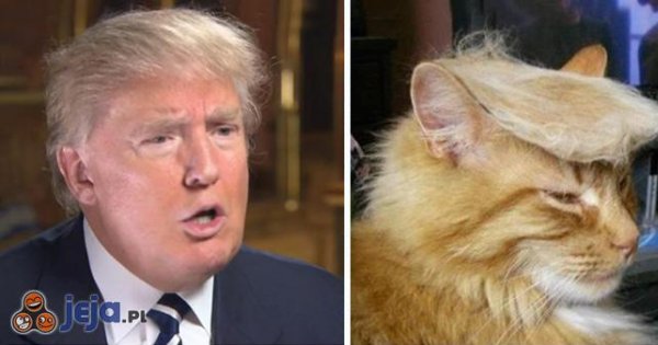 Trumpy Cat - Jeja.pl