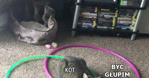 Oto i kitku - Jeja.pl