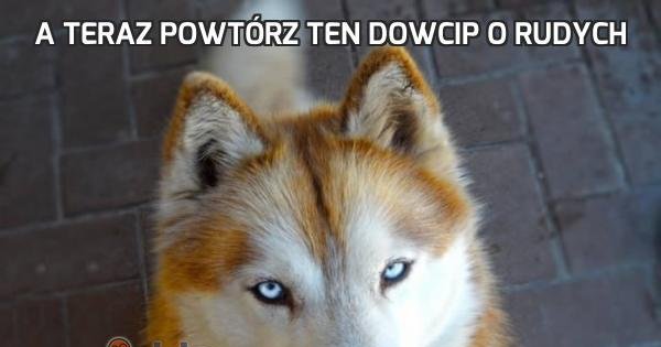 A teraz powtórz ten dowcip o rudych - Jeja.pl