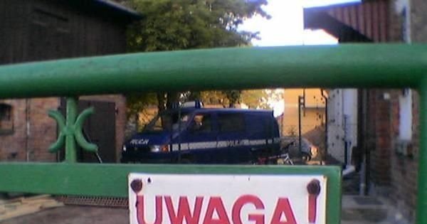 Uwaga! Złe psy - Jeja.pl