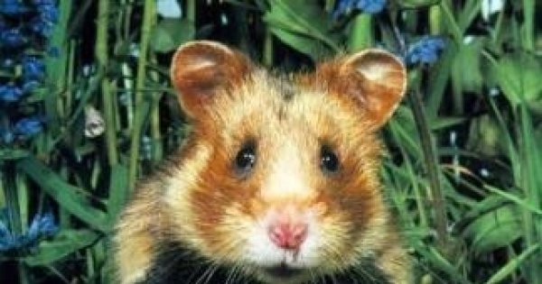 Chomik i plakietka - Jeja.pl