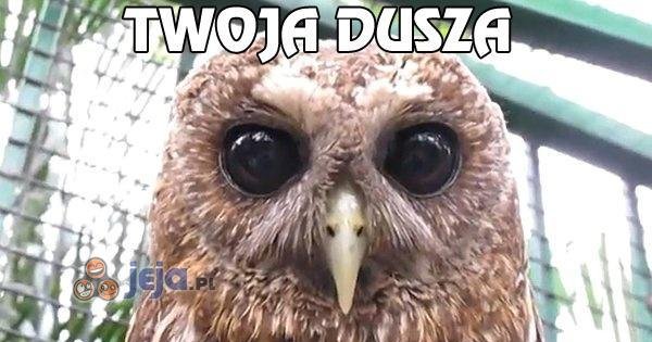 Sowa 430+ Najlepszych Memów Jeja.pl