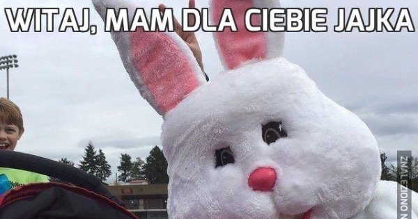 Zając 316+ Najlepszych Memów Jeja.pl