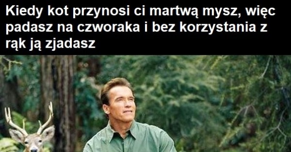 Dzięki, kitku - Jeja.pl