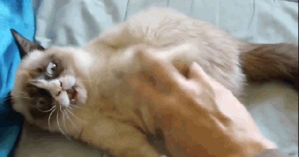 Grumpy cat i łaskotanie - Jeja.pl