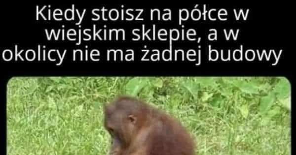 Biedna mała małpka - Jeja.pl