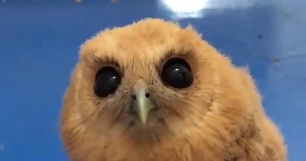 Pijąca sowa - Jeja.pl