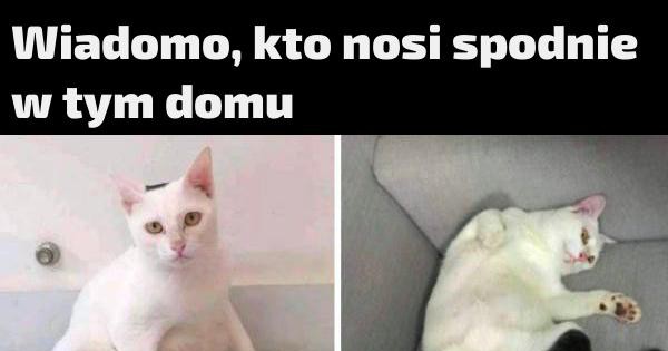 Męski kitku - Jeja.pl