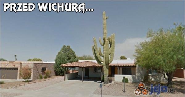 Upadek wielkiego kaktusa - Jeja.pl