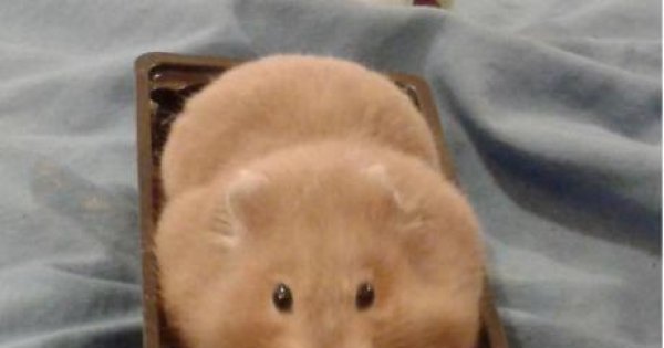 Łakomy chomik - Jeja.pl