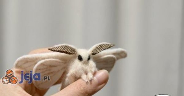 Puchata wenezuelska ćma - Jeja.pl