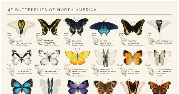 Motyle z Ameryki Północnej - Jeja.pl