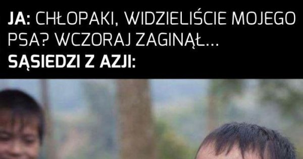 Biedny piesek - Jeja.pl