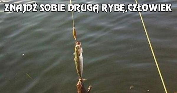 Ryba 1873+ Najlepszych Memów Jeja.pl