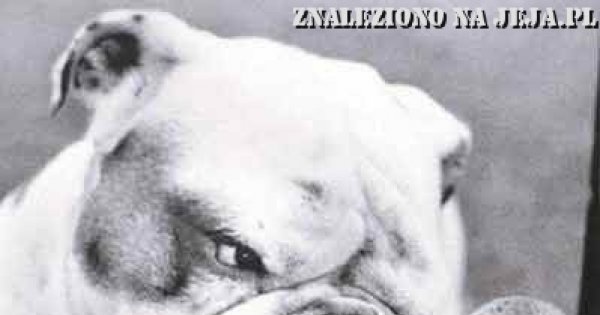 Pies i chomik - Jeja.pl