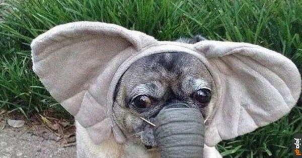 Mops 184+ Najlepszych Memów Jeja.pl