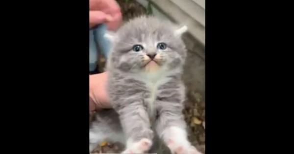 Koci Gothic - Jeja.pl