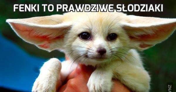 Fenki to prawdziwe słodziaki - Jeja.pl