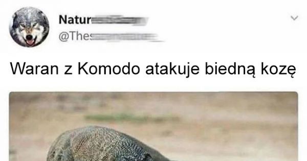 Ciekawe, co na to waran z szafo - Jeja.pl