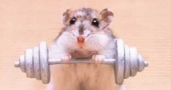 Chomik kulturysta - Jeja.pl