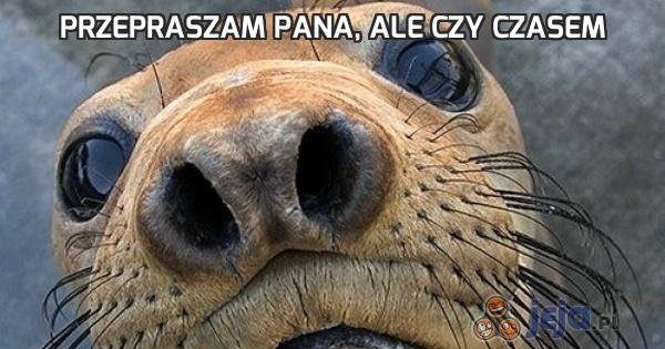 Foka 574+ Najlepszych Memów Jeja.pl