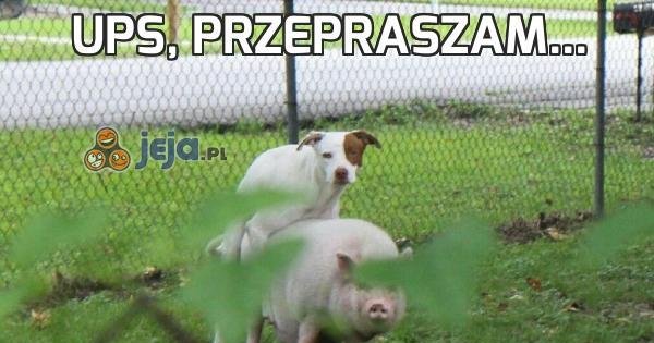 Ups, przepraszam... - Jeja.pl