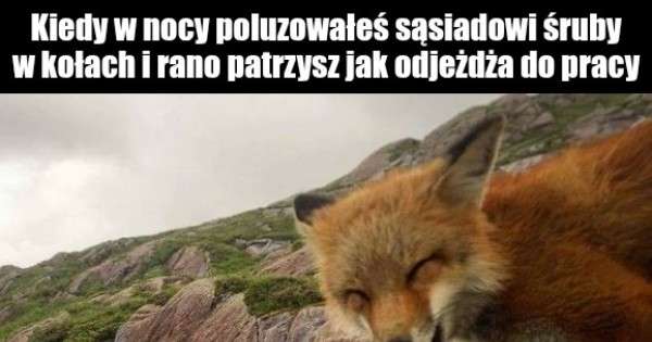 Do później sąsiedzie hehe - Jeja.pl