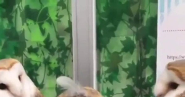 Sowa nie ogarnia - Jeja.pl