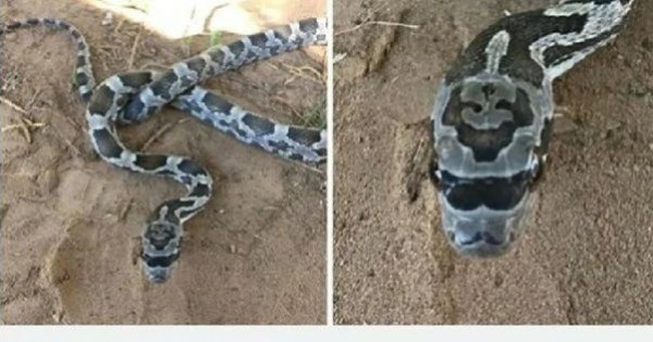 To pewnie wąż rzeczny - Jeja.pl