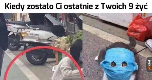 Biedny kitku - Jeja.pl