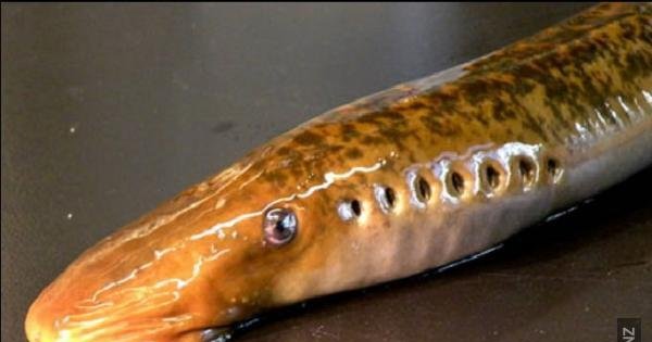 Minóg morski - nie chciałbyś go spotkać! - Jeja.pl