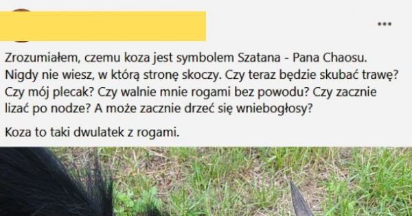 Szatańskie kozy - Jeja.pl