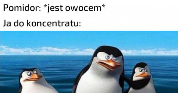 Od kiedy pomidor robi koncerty? - Jeja.pl