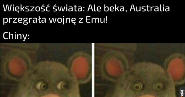 Wróbel 39+ Najlepszych Memów Jeja.pl